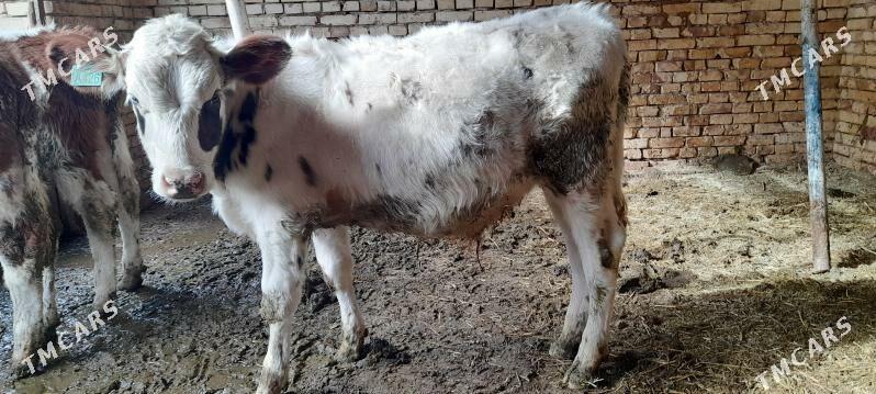 semental gole - Ýolöten | TMCARS